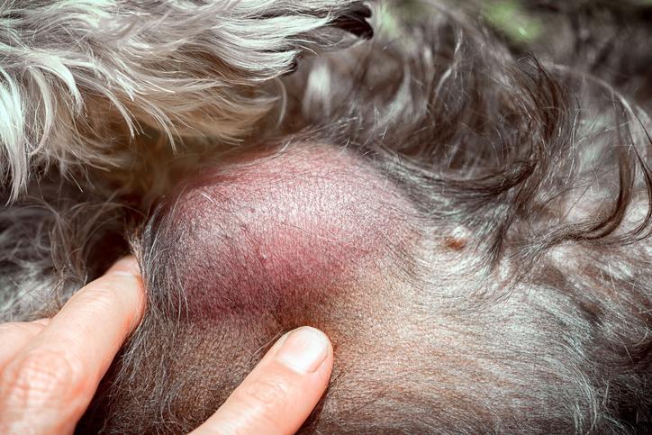 My Dog Has a Lump - Types, Causes, Diagnosis and Treatment of Lumps in Dogs