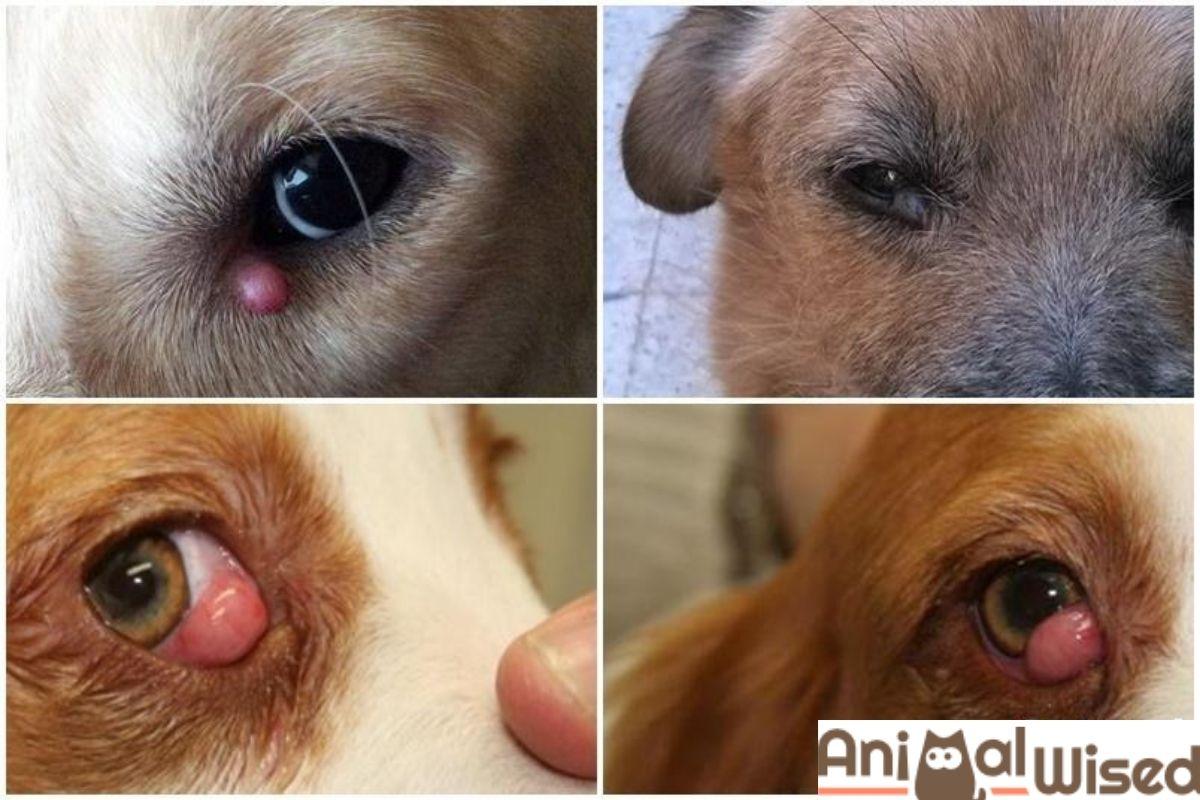 My Dog Has a Sty on Their Eyelid - Causes & Treatment