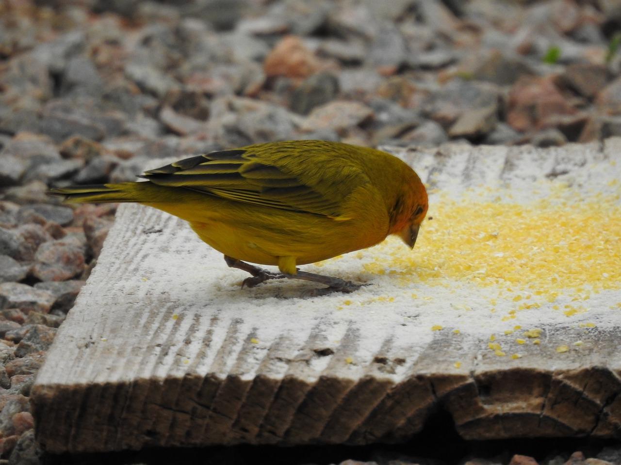 What Is Seed Predation in Birds? - Granivorous Birds Examples