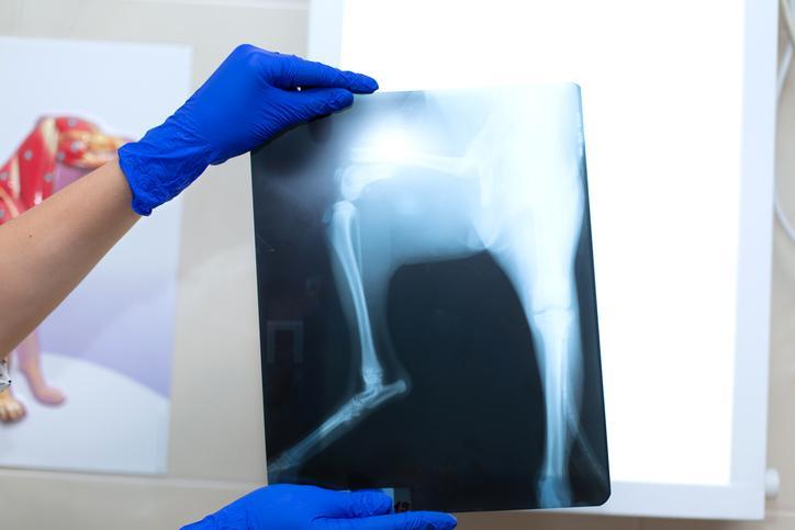 What Is Osteomyelitis (Bone Infection) in Dogs? - Types, Symptoms and ...