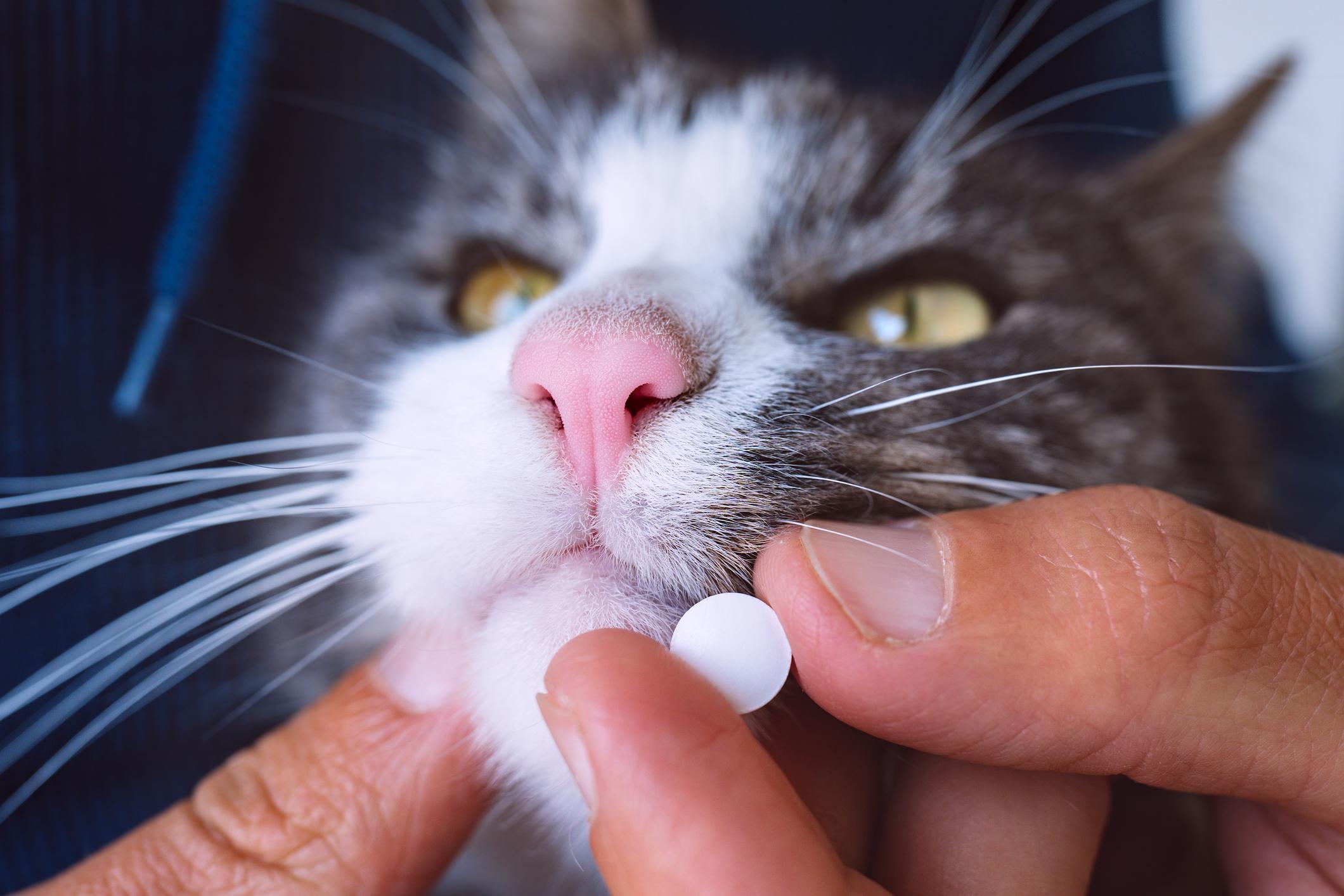 Azithromycin for Cats - Dosage, Uses and Side Effects