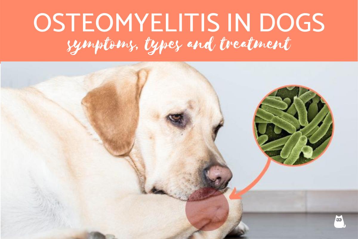 What Is Osteomyelitis (Bone Infection) in Dogs? - Types, Symptoms and ...