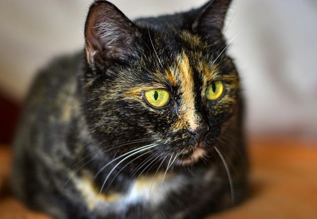 What Breed Is a Tortoiseshell Cat? - Tortie Cat Characteristics and ...