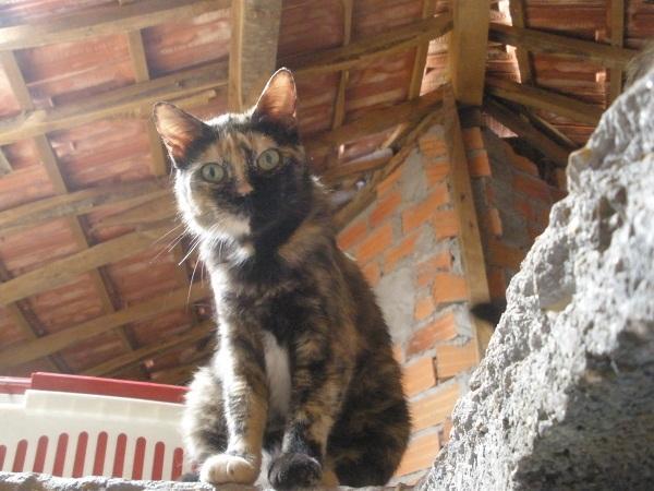 What Breed Is a Tortoiseshell Cat? - Tortie Cat Characteristics and ...