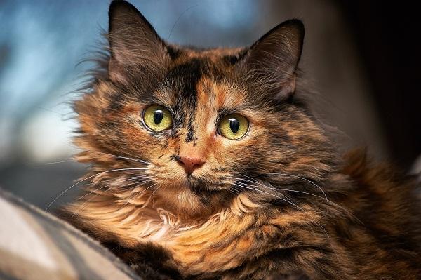 What Breed Is a Tortoiseshell Cat? - Tortie Cat Characteristics and ...