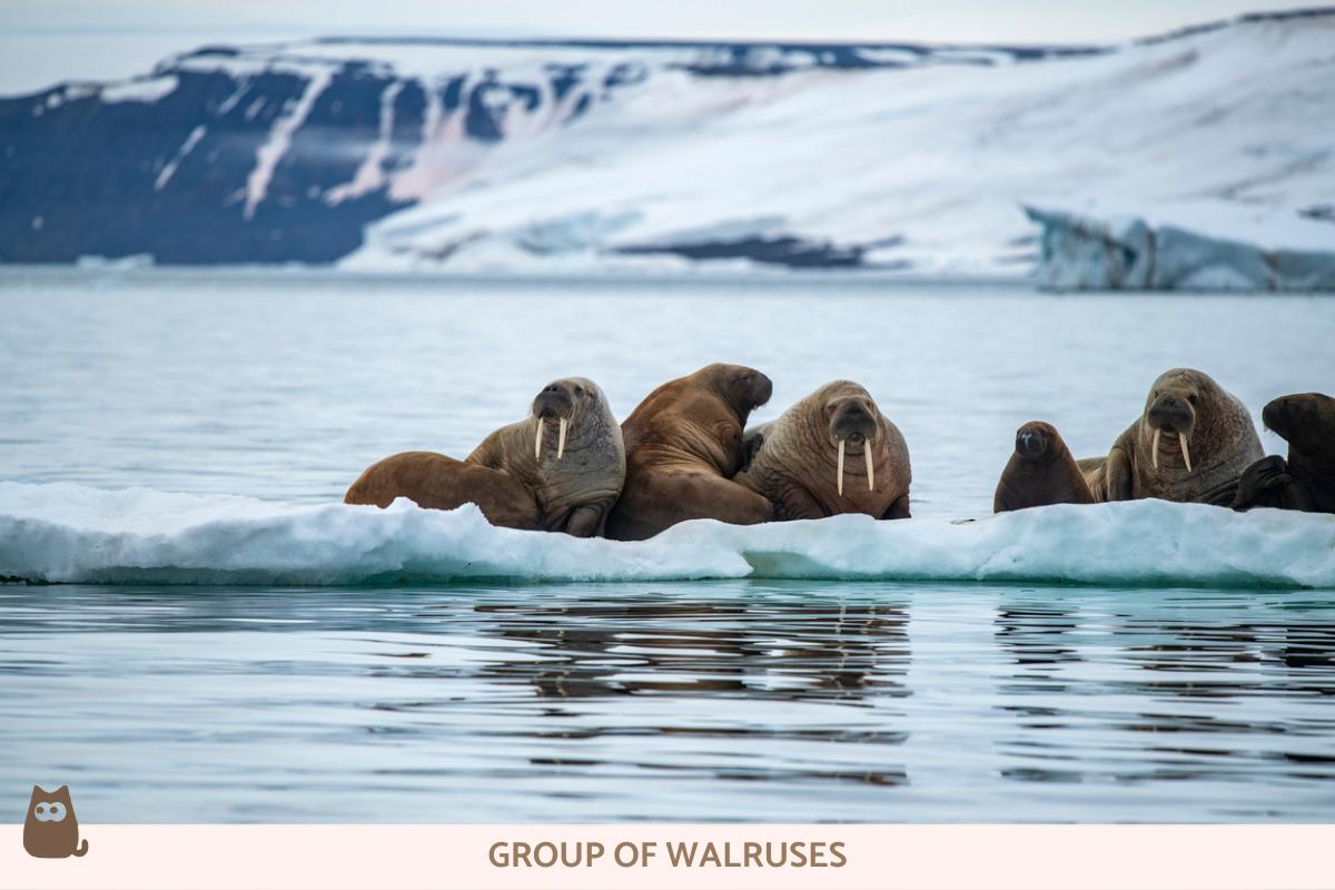 Differences Between Seal vs. Sea Lion vs. Walrus - Characteristics With ...