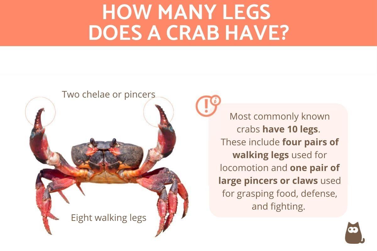 Crab Legs - Number, Characteristics, and Functions