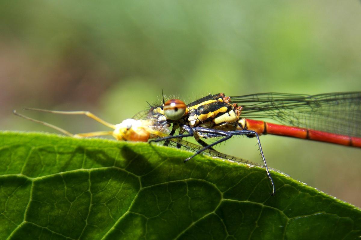 Dragonflies - Bites, Stings & the Facts