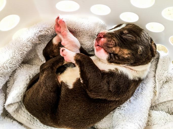 How Long Is Labor In Dogs? - Canine Parturition Duration