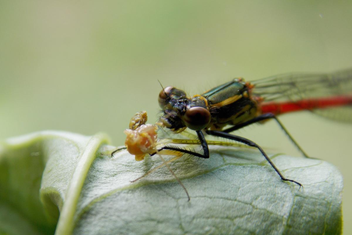 Dragonflies - Bites, Stings & the Facts