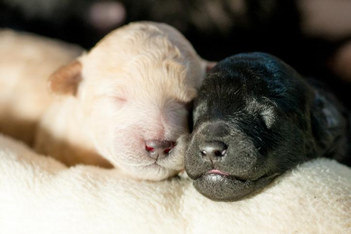 How Long Is Labor In Dogs? - Canine Parturition Duration