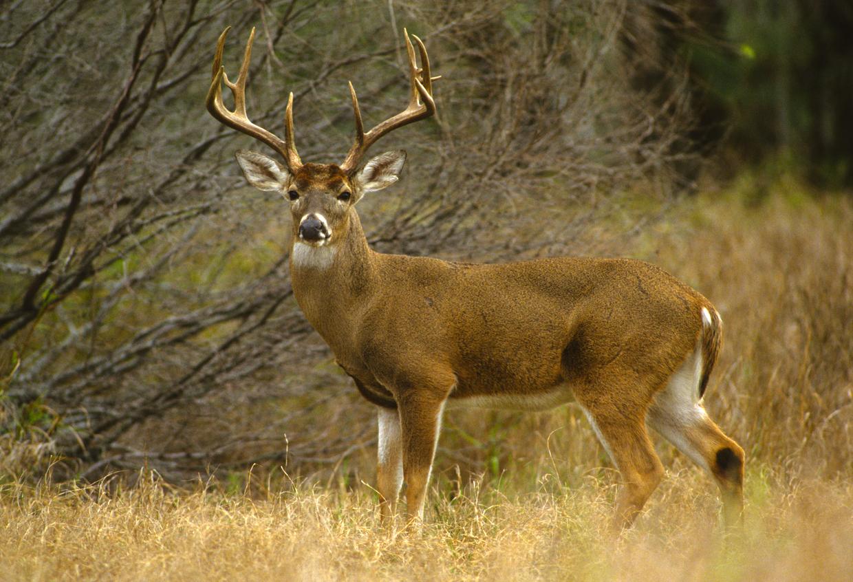 What is the Habitat of the White-Tailed Deer?