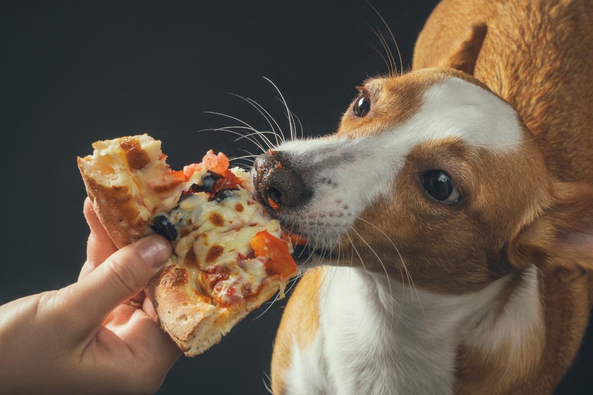 Can Dogs Eat Pizza? - Slices or Crust