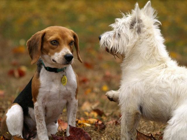 How Do Dogs Communicate? - Visual, Auditory and Olfactory Communication ...
