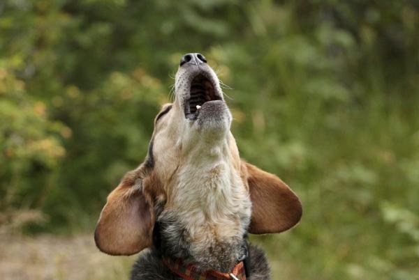 How Do Dogs Communicate? - Visual, Auditory and Olfactory Communication ...