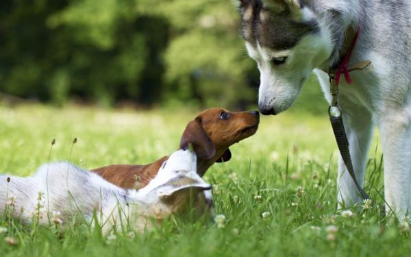 How Do Dogs Communicate? - Visual, Auditory and Olfactory Communication ...