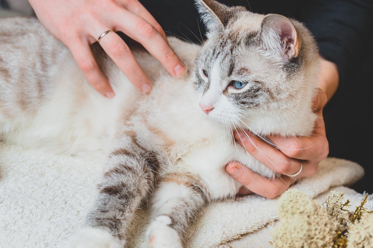 Cat Hind Leg Weakness - Complete Treatment Guide