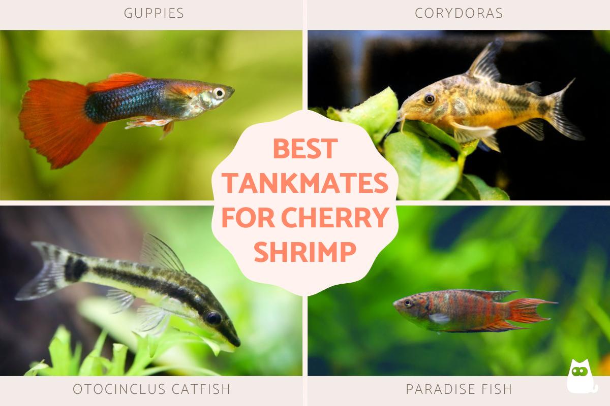 Best Cherry Shrimp Tankmates - Fish Compatible With Shrimp