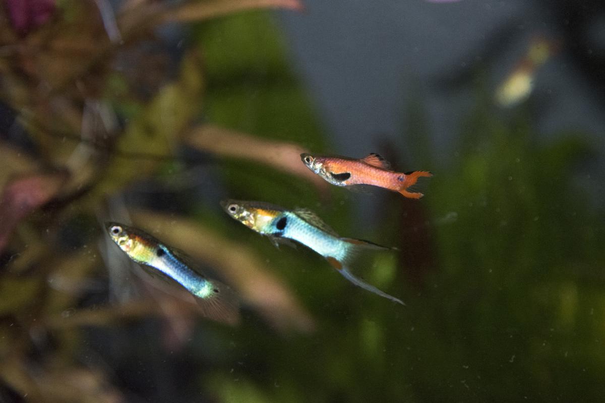 Best Cherry Shrimp Tankmates - Fish Compatible With Shrimp