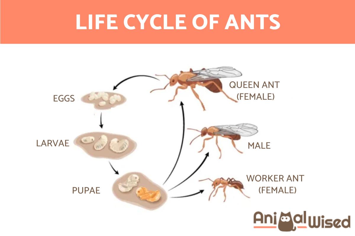 How Long Do Ants Live? - Lifespan of Ants