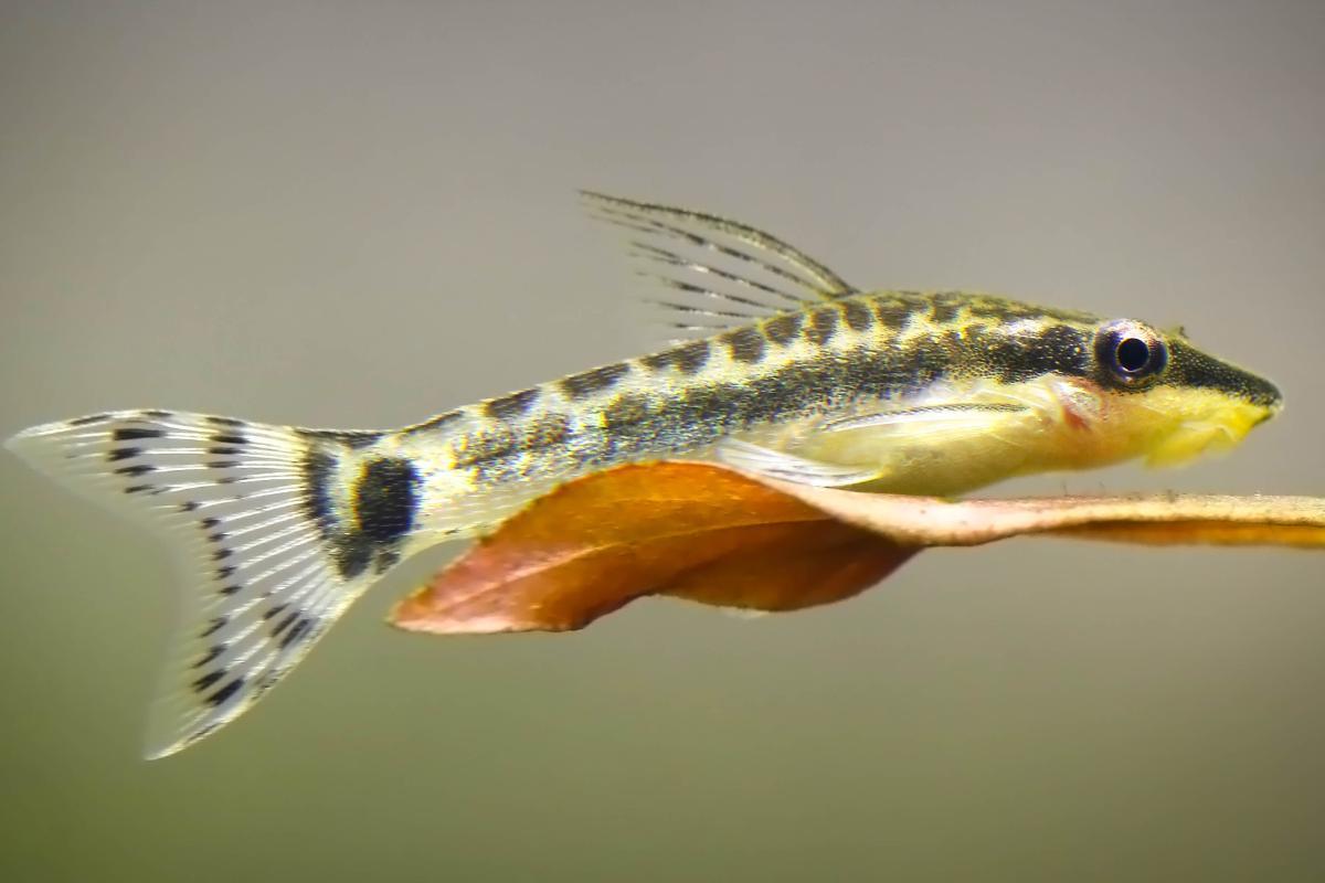 Best Cherry Shrimp Tankmates - Fish Compatible With Shrimp