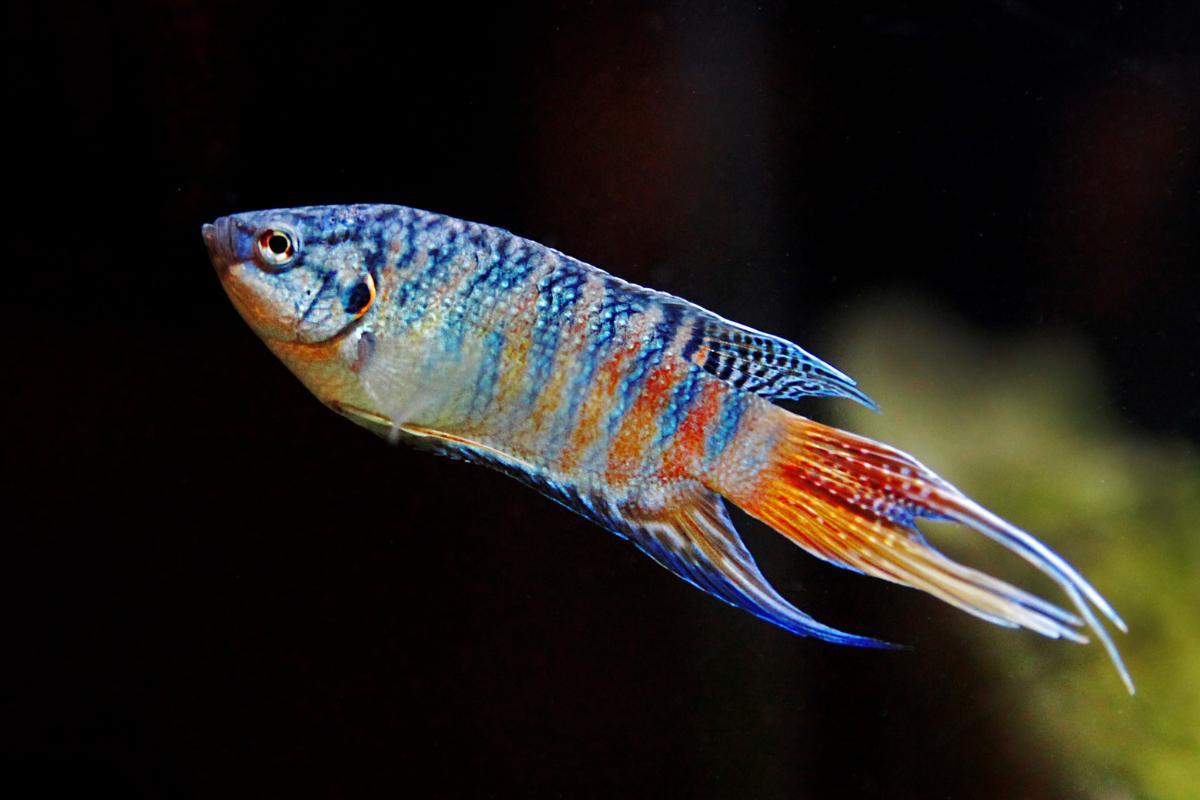 Best Cherry Shrimp Tankmates - Fish Compatible With Shrimp