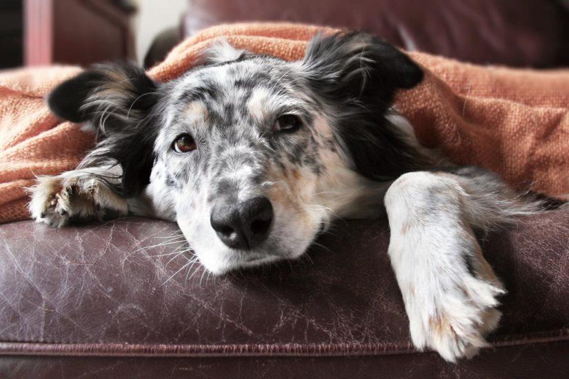Symptoms of Neurological Disorders in Dogs - 7 Signs of Neurological Issues