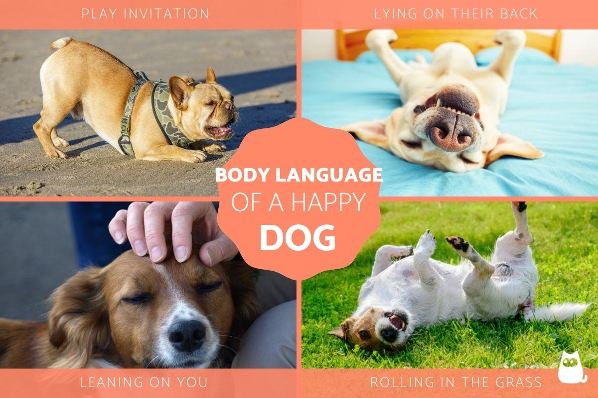 Body Language Signs of a Happy Dog - 10+ Positions to Know a Dog is Happy