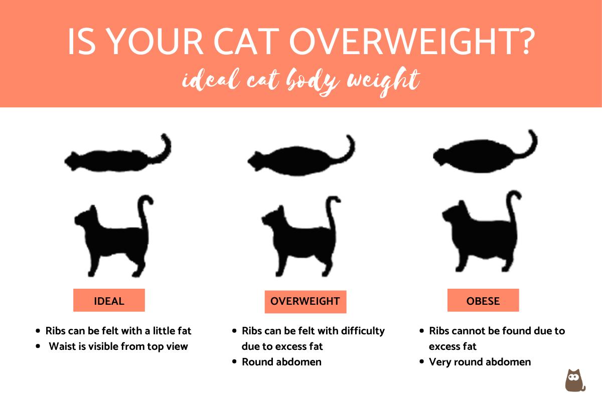 How Can I Tell If My Cat Is Overweight? - Ideal Body Weight for Cats