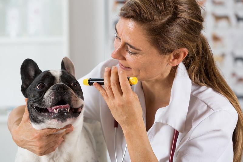 Symptoms of Neurological Disorders in Dogs - 7 Signs of Neurological Issues