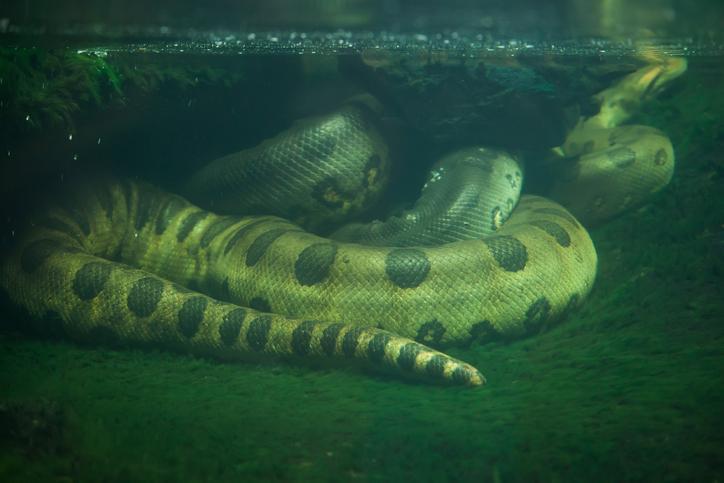 The 10 Largest Snakes In The World - Measurements And Photos
