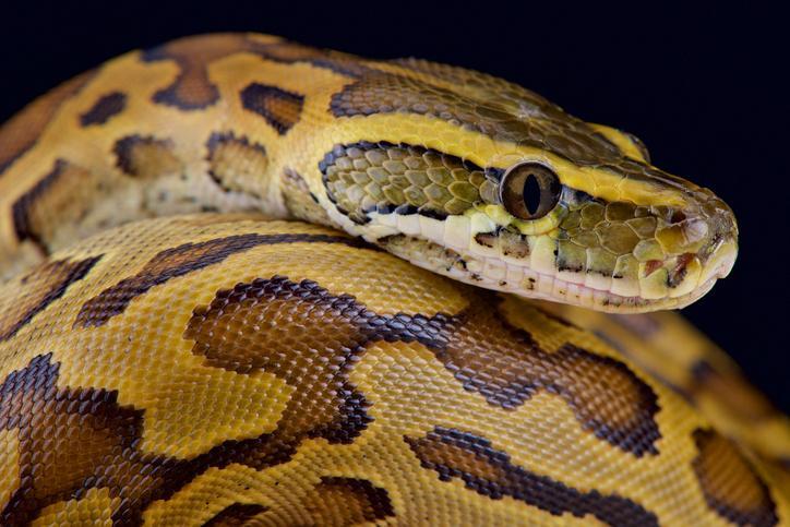 The 10 Largest Snakes In The World - Measurements And Photos