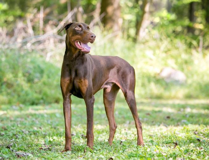 Types of Doberman Pinscher - All Breed Variations - With Photos