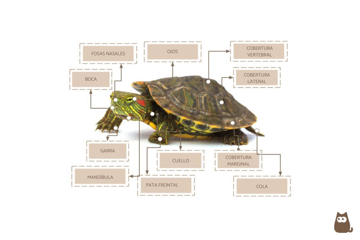 Parts of a Turtle - Turtle Anatomy With Diagrams