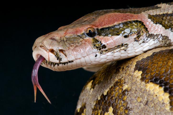 The 10 Largest Snakes In The World - Measurements And Photos