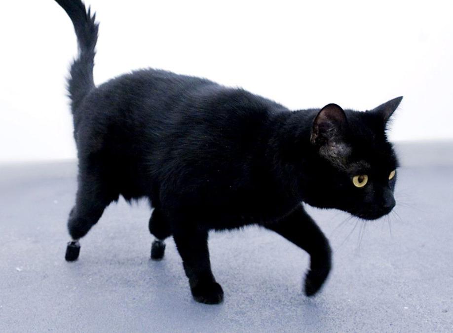 15 Famous Black Cats in History and Culture - with Pictures