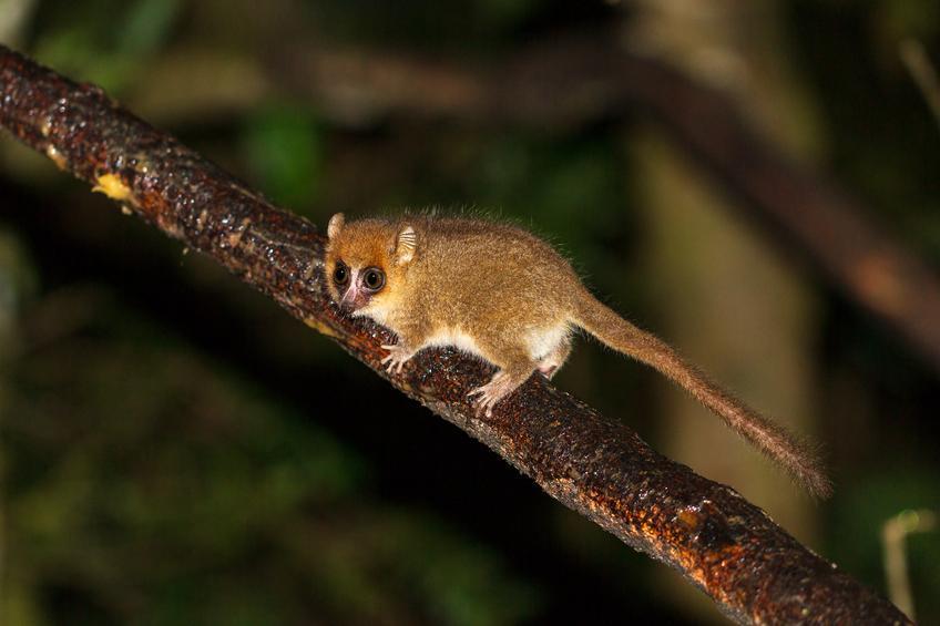 The 10 Smallest Animals in the World