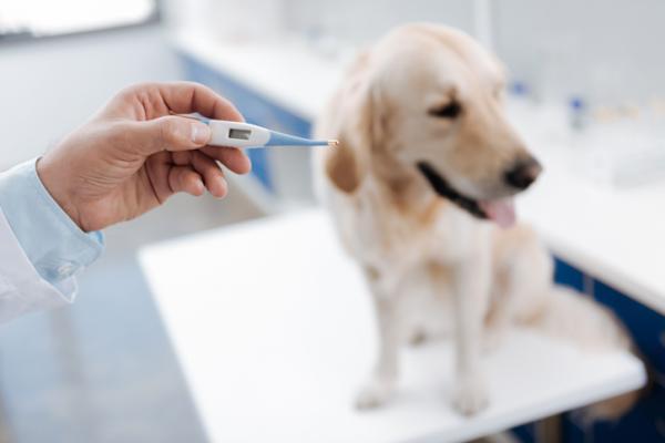 My Dog Ate a 500mg Tylenol - Acetaminophen Toxicity Dose and Treatment