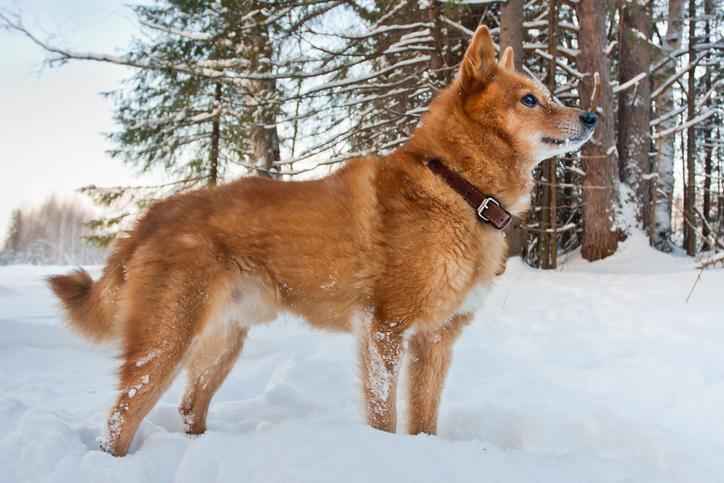 30+ Snow Dog Breeds - List of Cold Weather Dogs With Photos