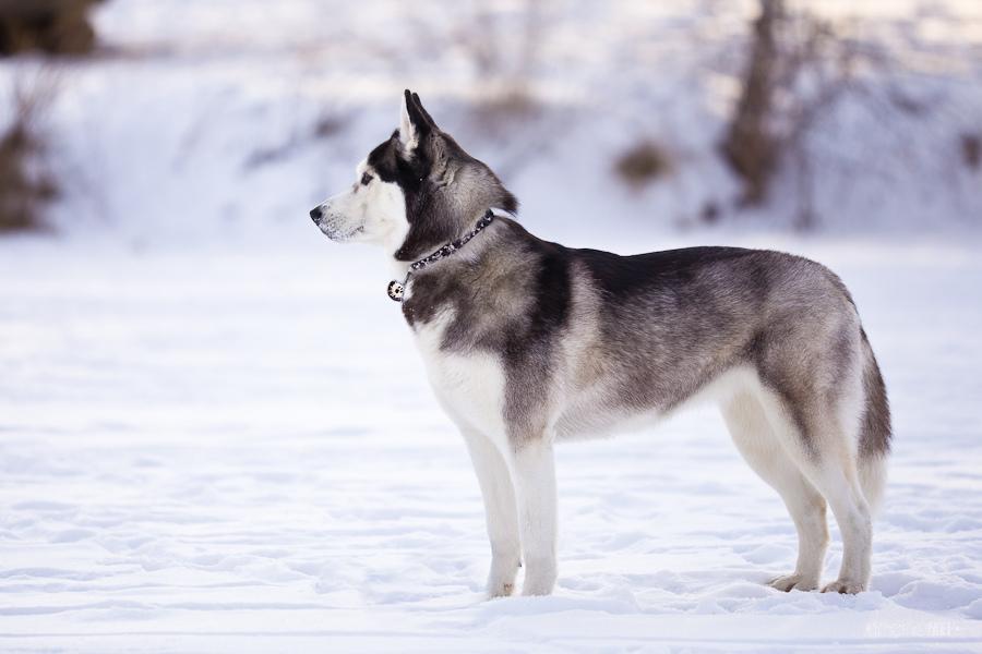30+ Snow Dog Breeds - List of Cold Weather Dogs With Photos