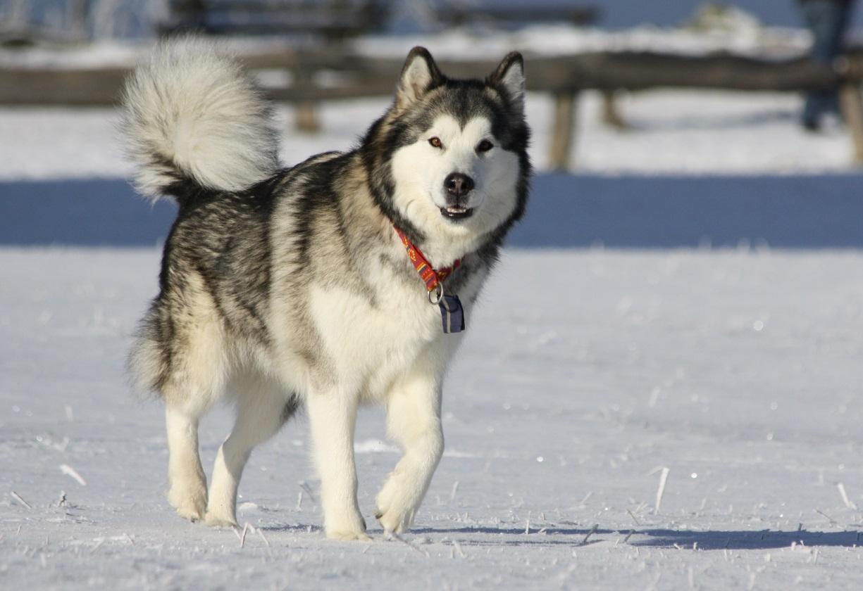 30+ Snow Dog Breeds - List of Cold Weather Dogs With Photos