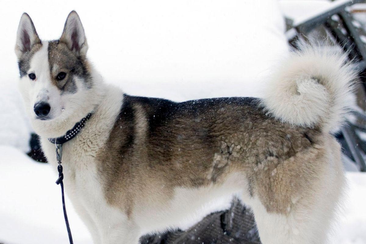 30+ Snow Dog Breeds - List of Cold Weather Dogs With Photos