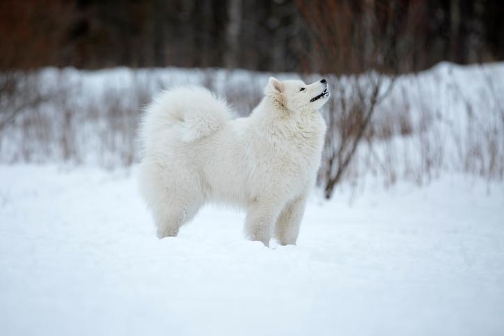 30+ Snow Dog Breeds - List of Cold Weather Dogs With Photos