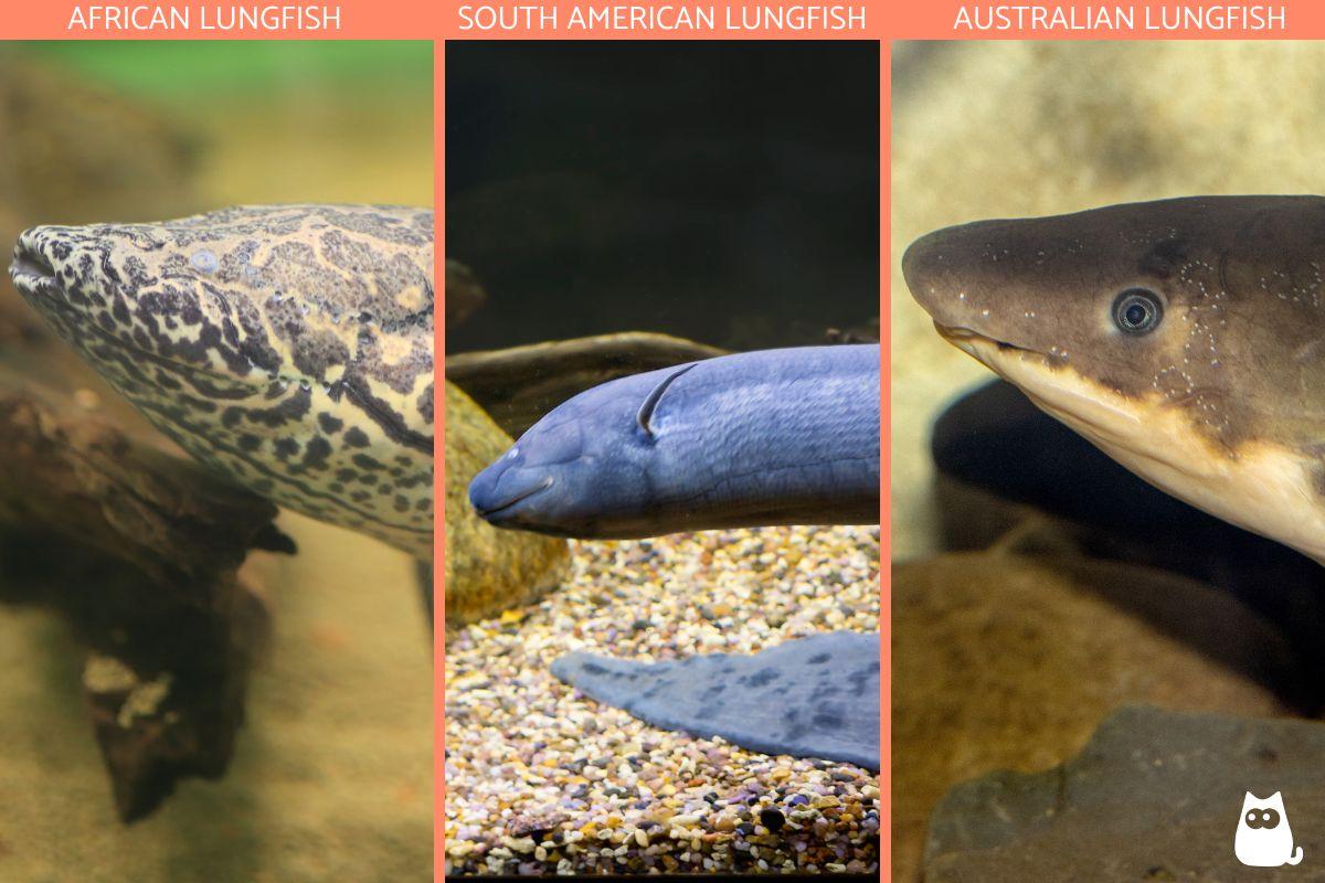 Lungfish - The Breathing Fish That Can Survive on Land