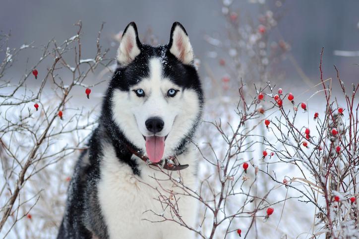 30+ Snow Dog Breeds - List of Cold Weather Dogs With Photos