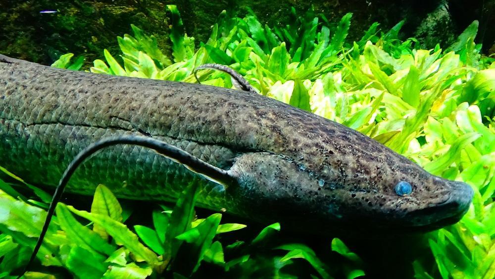 Lungfish - The Breathing Fish That Can Survive on Land