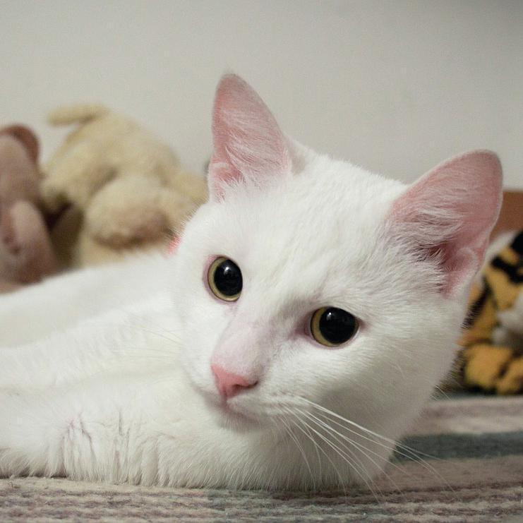 Caring For a White Cat - Not Albino