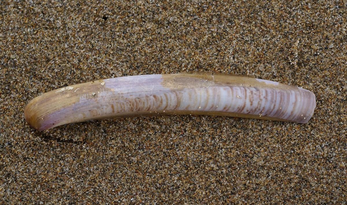 What are the Most Common Types of Seashells?