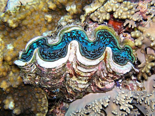 What are the Most Common Types of Seashells?