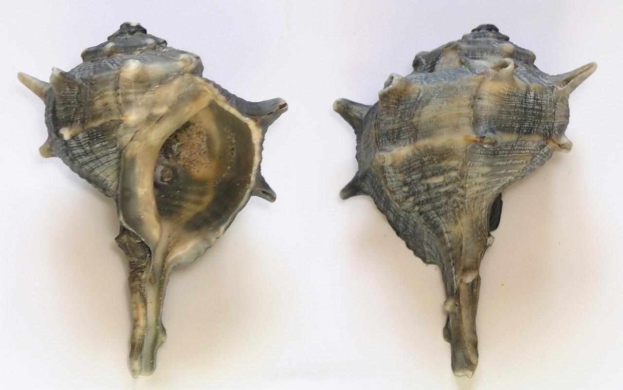 What are the Most Common Types of Seashells?